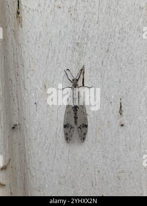 Eastern Spotted-winged Antlion (Dendroleon obsoletus Stock Photo - Alamy