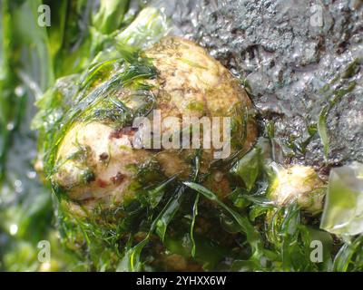 Whitecap Limpet (Acmaea mitra Stock Photo - Alamy