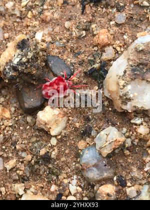 Giant Velvet Mites (Dinothrombium Stock Photo - Alamy