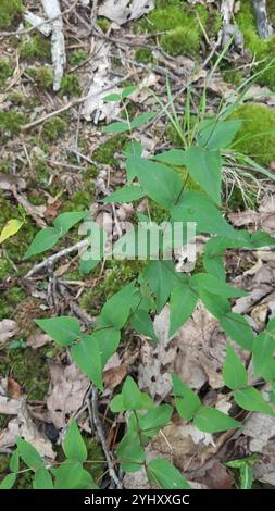 common dittany (Cunila origanoides Stock Photo - Alamy