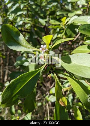 Boobialla (Myoporum acuminatum Stock Photo - Alamy
