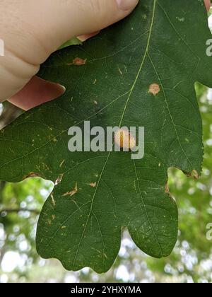 Hedgehog Gall Wasp (Acraspis erinacei) Insecta Stock Photo - Alamy