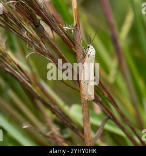 Rattlepod Moths (Utetheisa Stock Photo - Alamy
