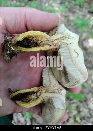Grey Bolete (Retiboletus griseus Stock Photo - Alamy