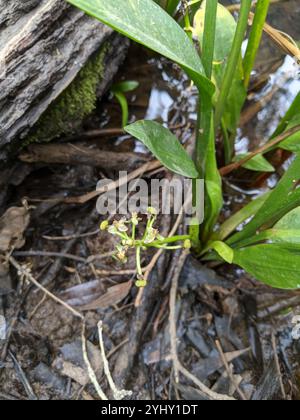 Delta Arrowhead (Sagittaria platyphylla Stock Photo - Alamy