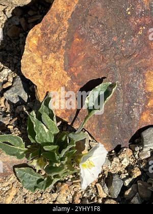 dwarf chamaesaracha (Leucophysalis nana Stock Photo - Alamy