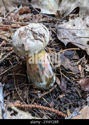 Curry Bolete (Boletus sensibilis Stock Photo - Alamy