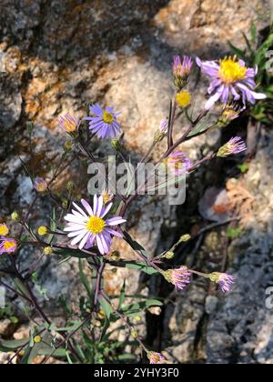 smooth blue aster (Symphyotrichum laeve Stock Photo - Alamy