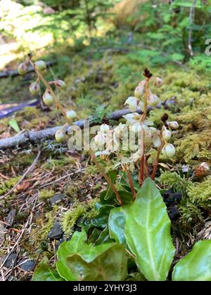 white-veined wintergreen (Pyrola picta Stock Photo - Alamy