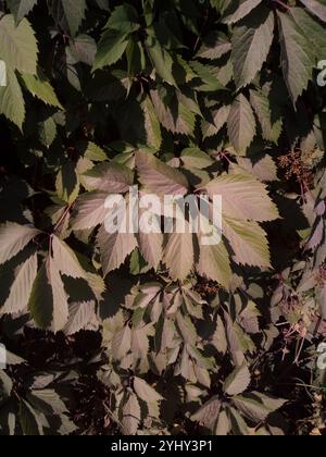 thicket creeper (Parthenocissus inserta Stock Photo - Alamy
