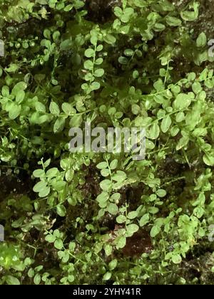 Wavy-leaf Moss (Plagiomnium ciliare Stock Photo - Alamy