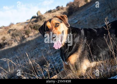 Huntaway dog face close up portrait cute New Zealand breed Stock Photo ...