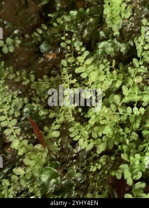 Wavy-leaf Moss (Plagiomnium ciliare Stock Photo - Alamy
