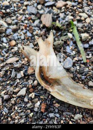 North American Freshwater Catfishes (Ictaluridae Stock Photo - Alamy