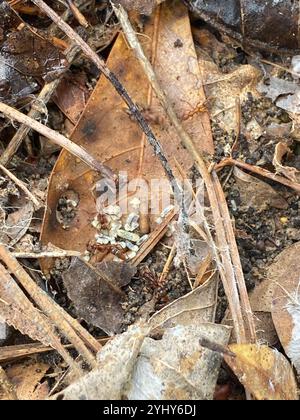 Elongate Razorjaw Ant (Leptogenys elongata) Insecta Stock Photo - Alamy