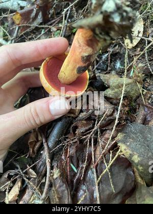 Red-mouth Bolete (Neoboletus subvelutipes Stock Photo - Alamy