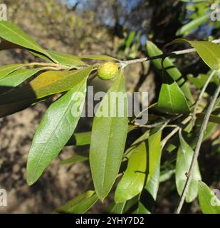 African olive (Olea europaea cuspidata Stock Photo - Alamy