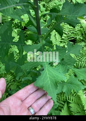tall blue lettuce (Lactuca biennis Stock Photo - Alamy