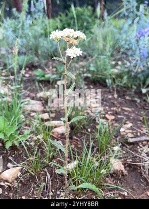 common yarrow complex (Achillea millefolium Stock Photo - Alamy