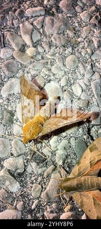 Azalea Sphinx (Darapsa choerilus Stock Photo - Alamy