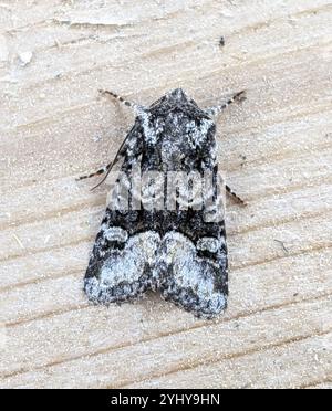 Olive Arches Moth (Lacinipolia olivacea Stock Photo - Alamy