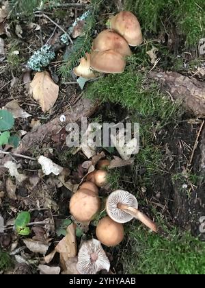 Spindleshank (Gymnopus fusipes Stock Photo - Alamy