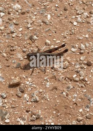 Short-winged Boopie (Boopedon auriventris) Insecta Stock Photo - Alamy