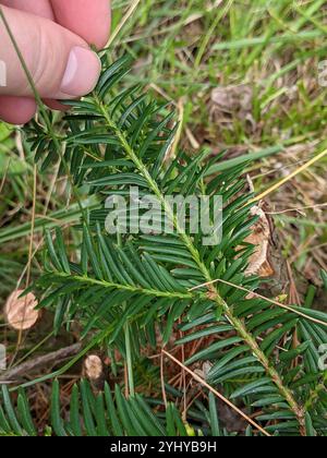 Canada yew (Taxus canadensis Stock Photo - Alamy