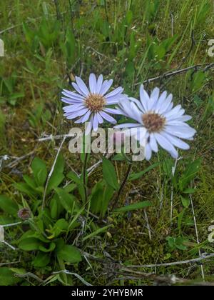 asters and allies (Astereae Stock Photo - Alamy