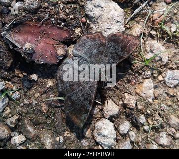 Common Spurwing (Antigonus erosus Stock Photo - Alamy