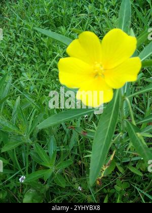water primrose (Ludwigia hexapetala Stock Photo - Alamy