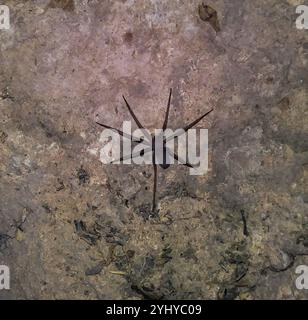 Apache Recluse (Loxosceles apachea Stock Photo - Alamy