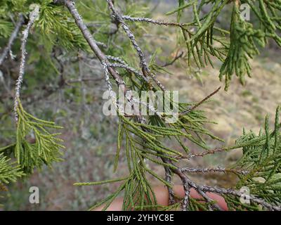 Seaside Juniper (Juniperus maritima Stock Photo - Alamy