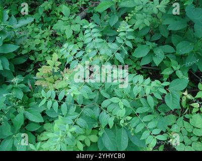 American gromwell (Lithospermum latifolium Stock Photo - Alamy
