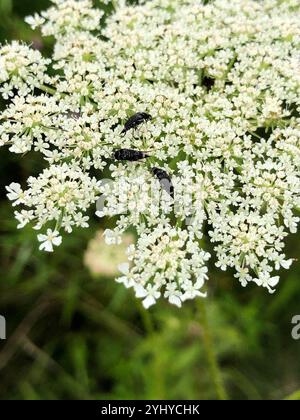 Tumbling Ragdoll (Mordella marginata Stock Photo - Alamy
