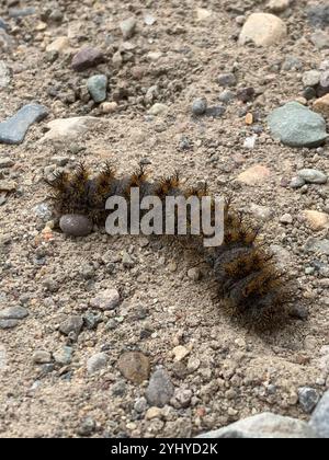 Western Sheep Moth (Hemileuca eglanterina), Insecta, Monaña de Oro ...