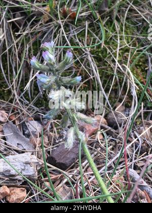 Nodding Locoweed (Oxytropis deflexa Stock Photo - Alamy