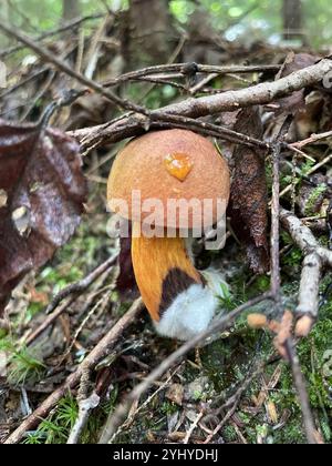 Red-mouth Bolete (Neoboletus subvelutipes Stock Photo - Alamy