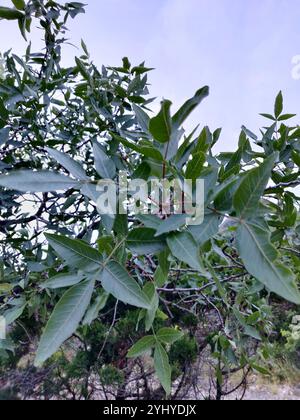 wild pistachio tree (Pistacia atlantica mutica Stock Photo - Alamy