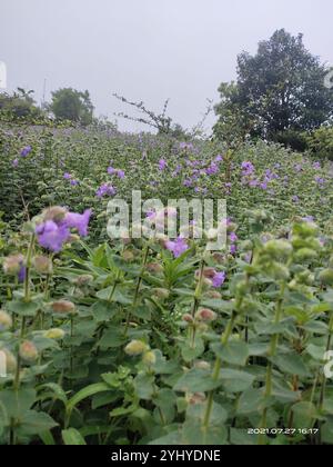Neelakurinji (Strobilanthes kunthiana Stock Photo - Alamy