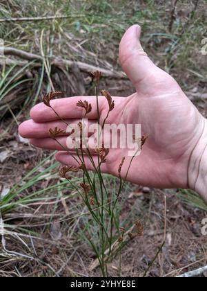 Schizaea bifida Schizaea bifida Stock Photo - Alamy