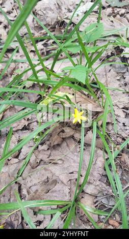 yellow star grass (Hypoxis hirsuta Stock Photo - Alamy
