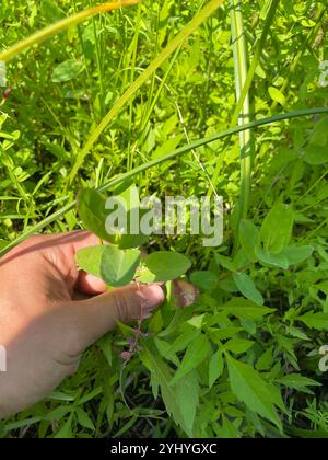 Virginia marsh St. John's-wort (Hypericum virginicum Stock Photo - Alamy