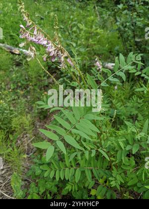Alpine Sweet-vetch (Hedysarum alpinum Stock Photo - Alamy