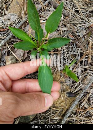 primrose-leaved violet (Viola primulifolia Stock Photo - Alamy