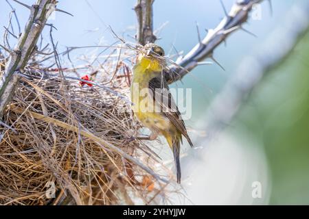 The Lesser Goldfinch in Tucson, Arizona Stock Photo - Alamy