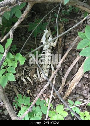 Even-toed Ungulates and Cetaceans (Artiodactyla Stock Photo - Alamy
