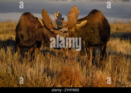 Bull moose sparring during the rut in Grand Teton National Park ...