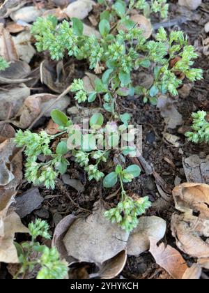 fourleaf manyseed (Polycarpon tetraphyllum Stock Photo - Alamy