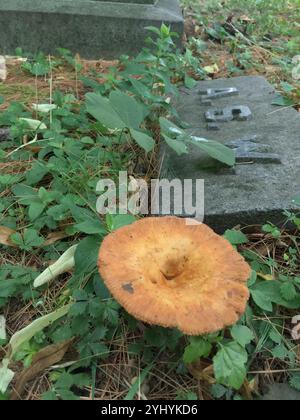 Orange Bile Mushroom (Russula mutabilis Stock Photo - Alamy